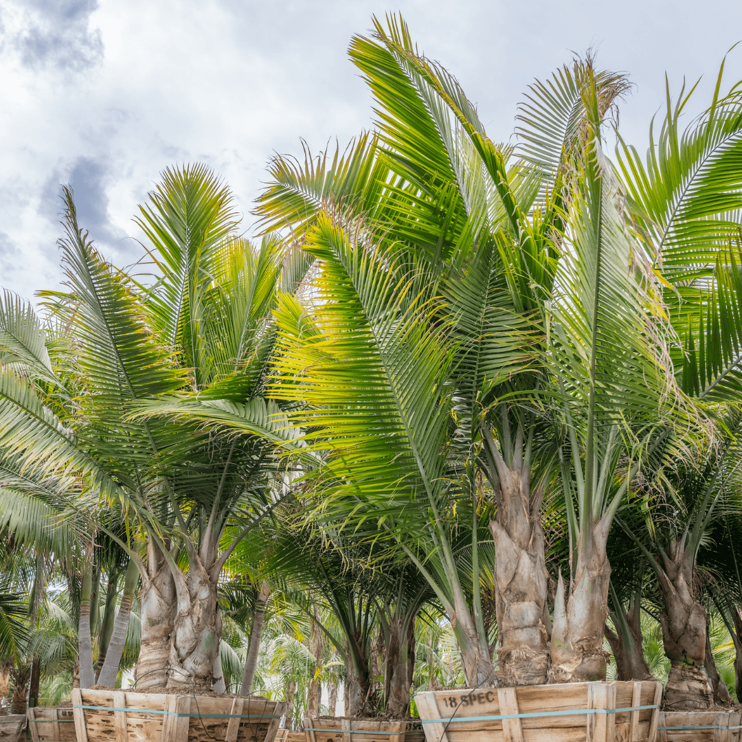 Majesty Palm | Palm Tree | Moon Valley Nurseries